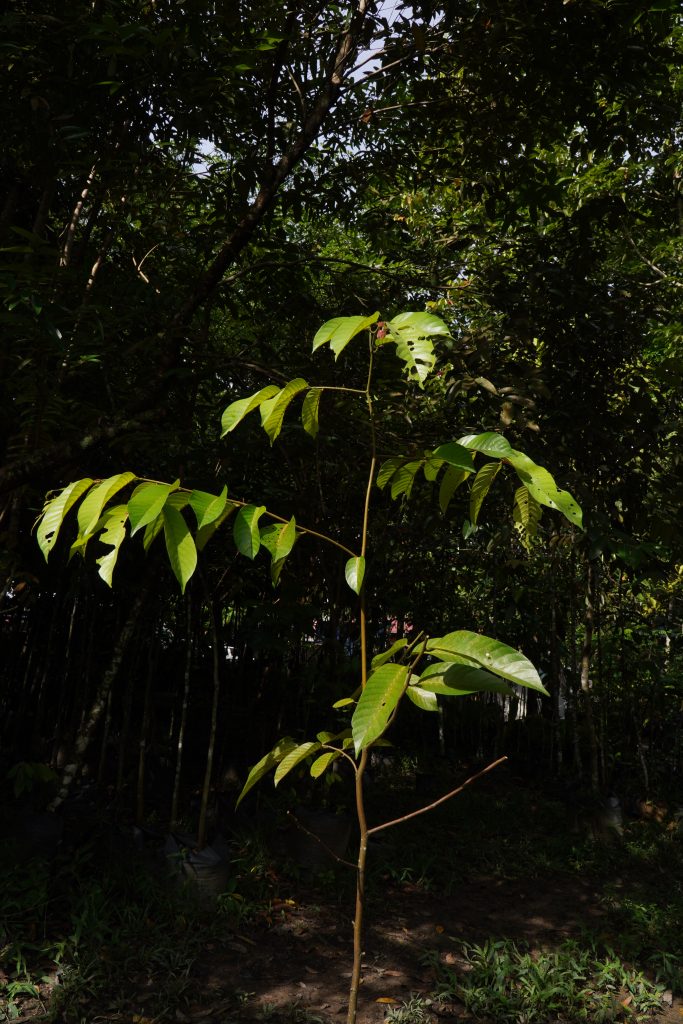 KOPERASI PRIHATIN SEJUTA POKOK | Program CSR CoopCare Koperasi Prihatin ...